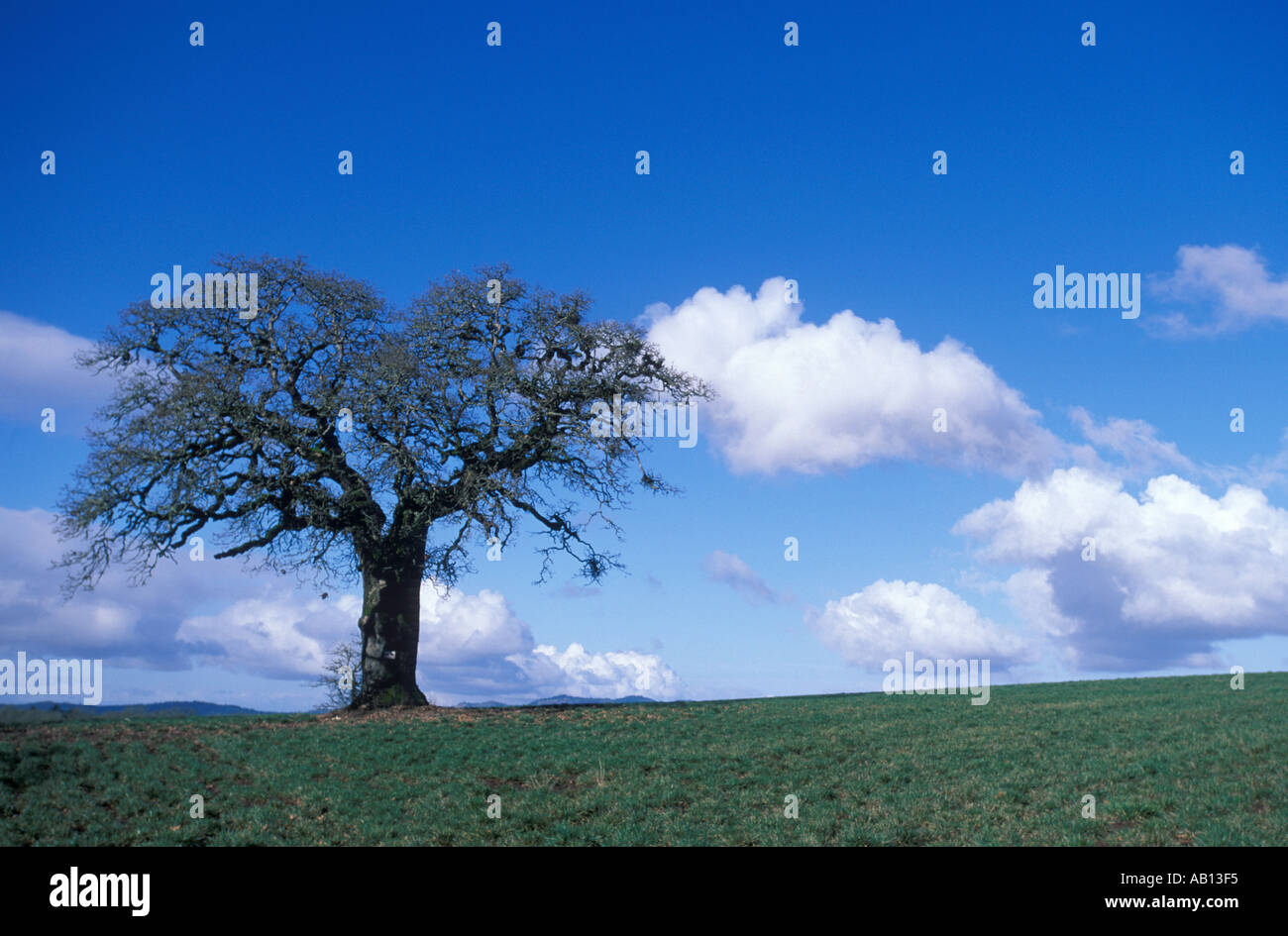 Oak in the field hi-res stock photography and images - Alamy