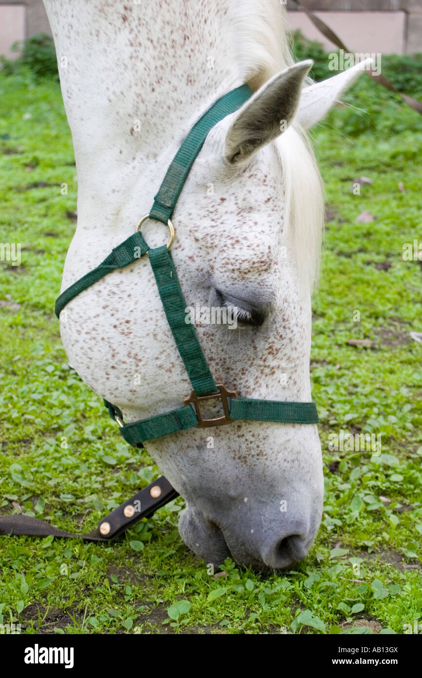 Horse eats herb Stock Photo - Alamy