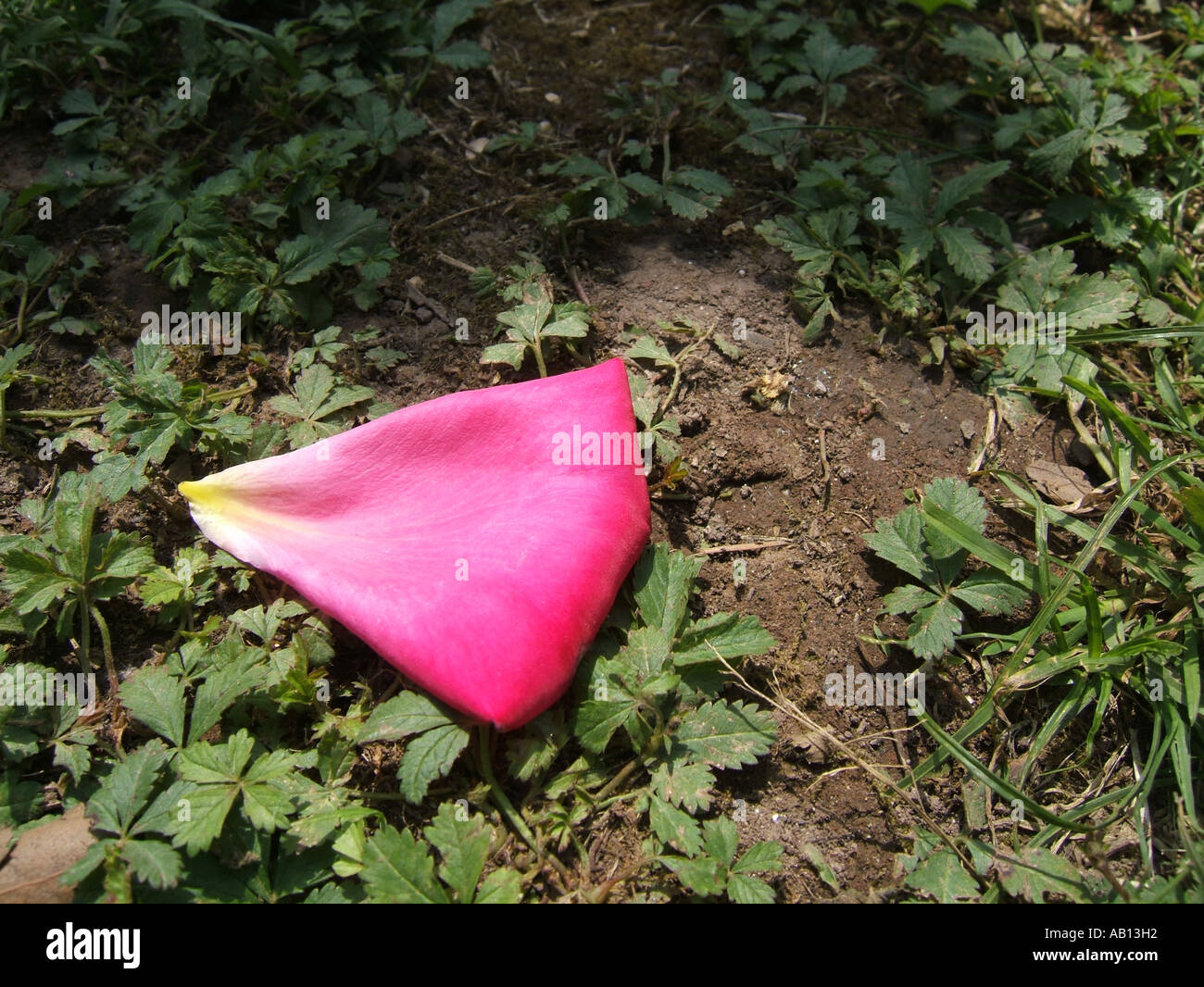 one petal on garden floor Stock Photo - Alamy