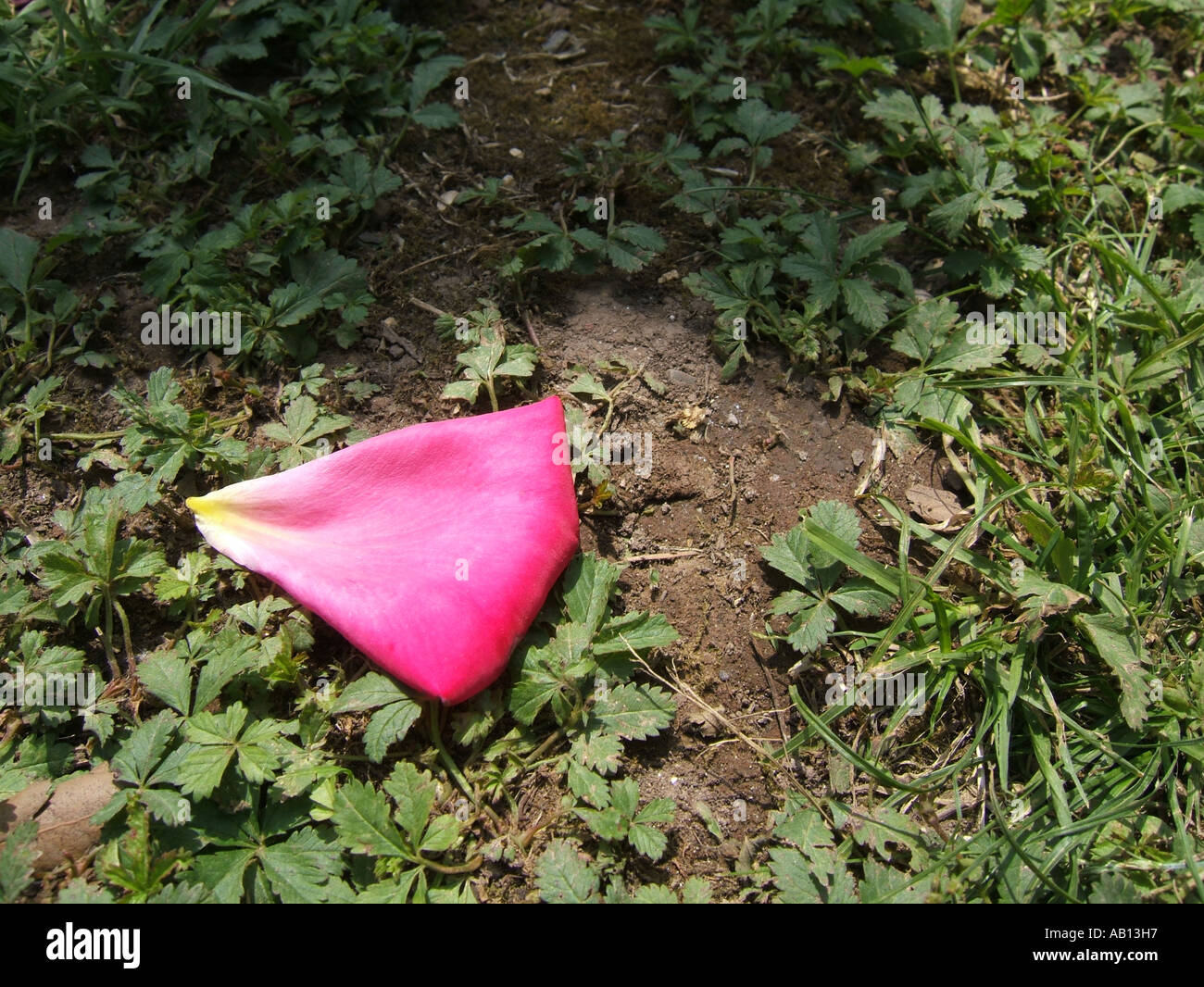 one petal on garden floor Stock Photo - Alamy