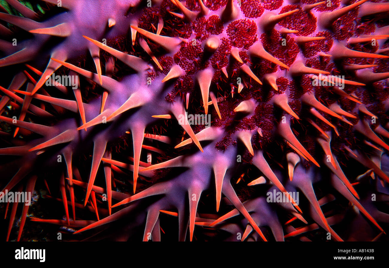 Crown of Thorns Starfish Cook Islands South Pacific Stock Photo - Alamy