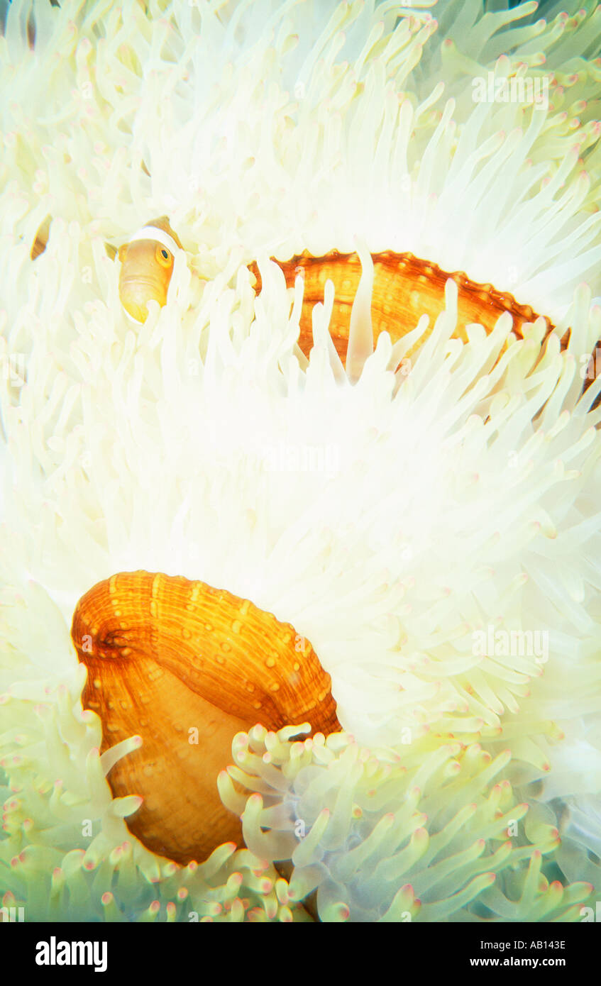 Clown Fish Undewater Cook Islands South Pacific Stock Photo - Alamy