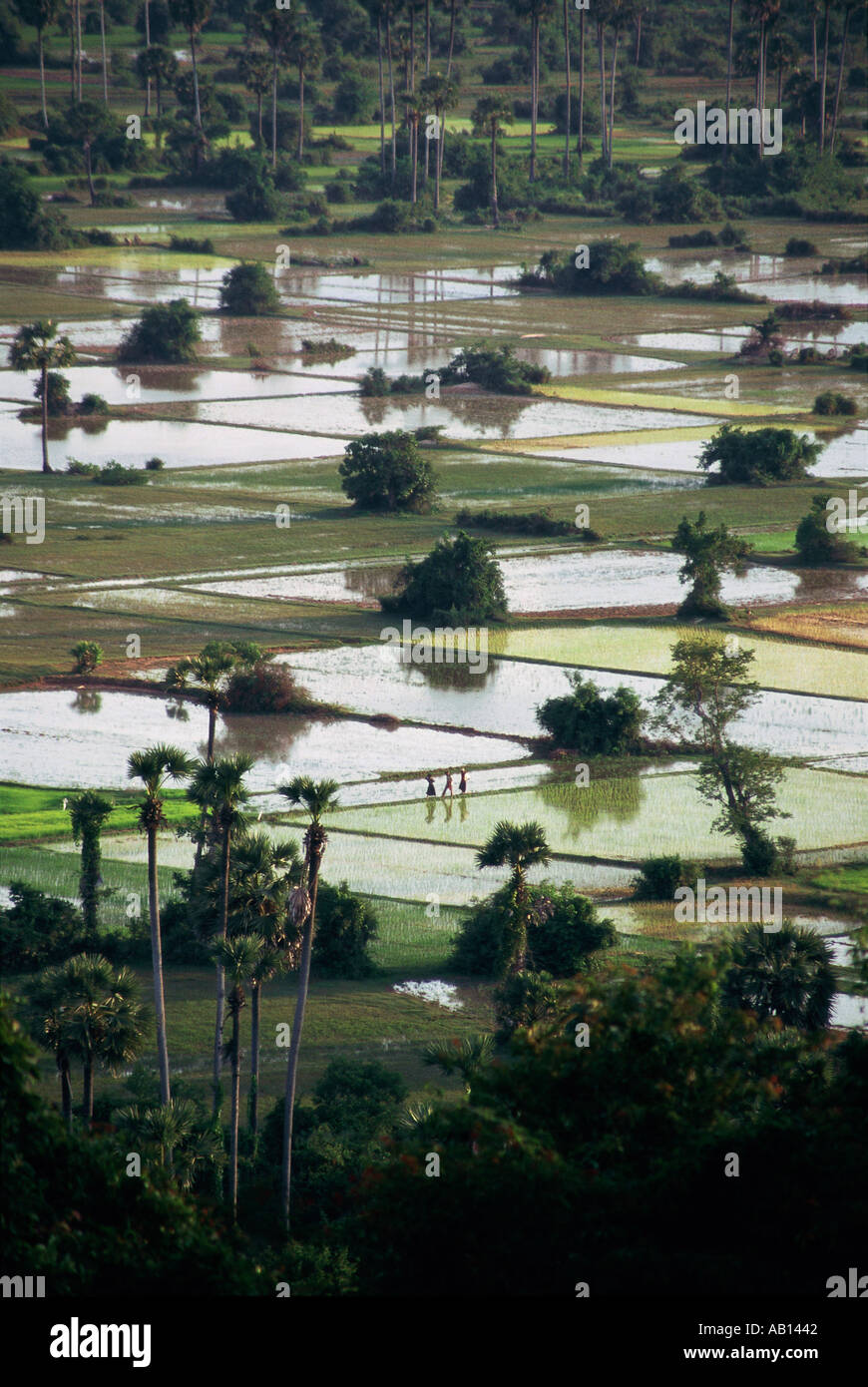 Rice Paddy Fields Siem Reap Cambodia SE Asia Stock Photo - Alamy
