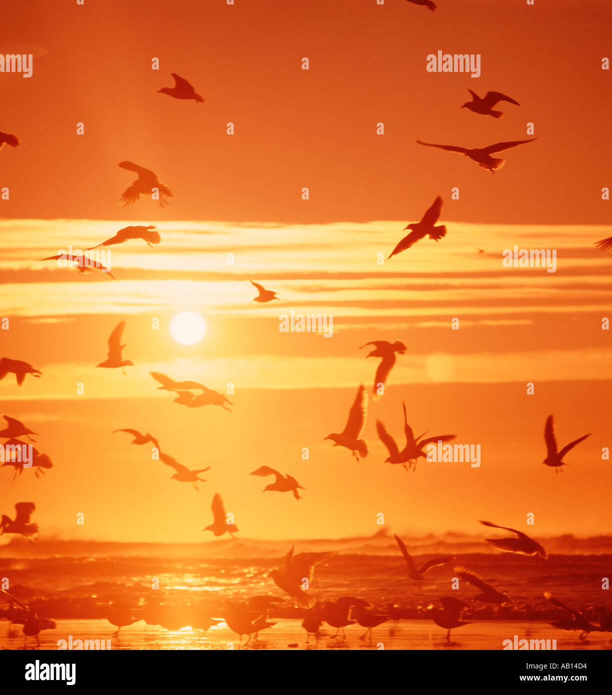 Sunset silhouette of seagulls flocking an ocean beach at sunset Stock ...
