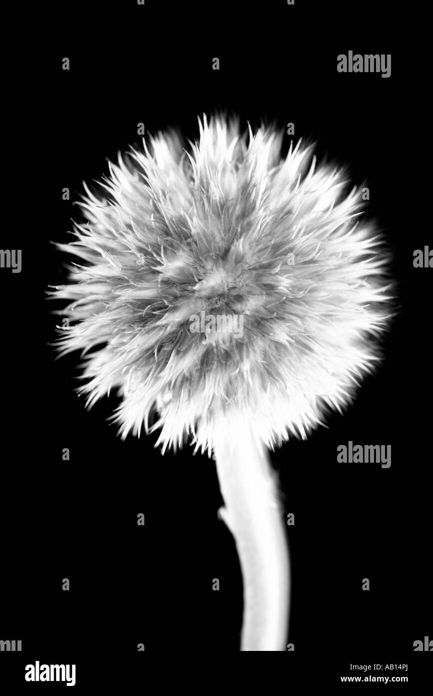 Black and white Echinops bannaticus flower in bloom Globe thistle ...