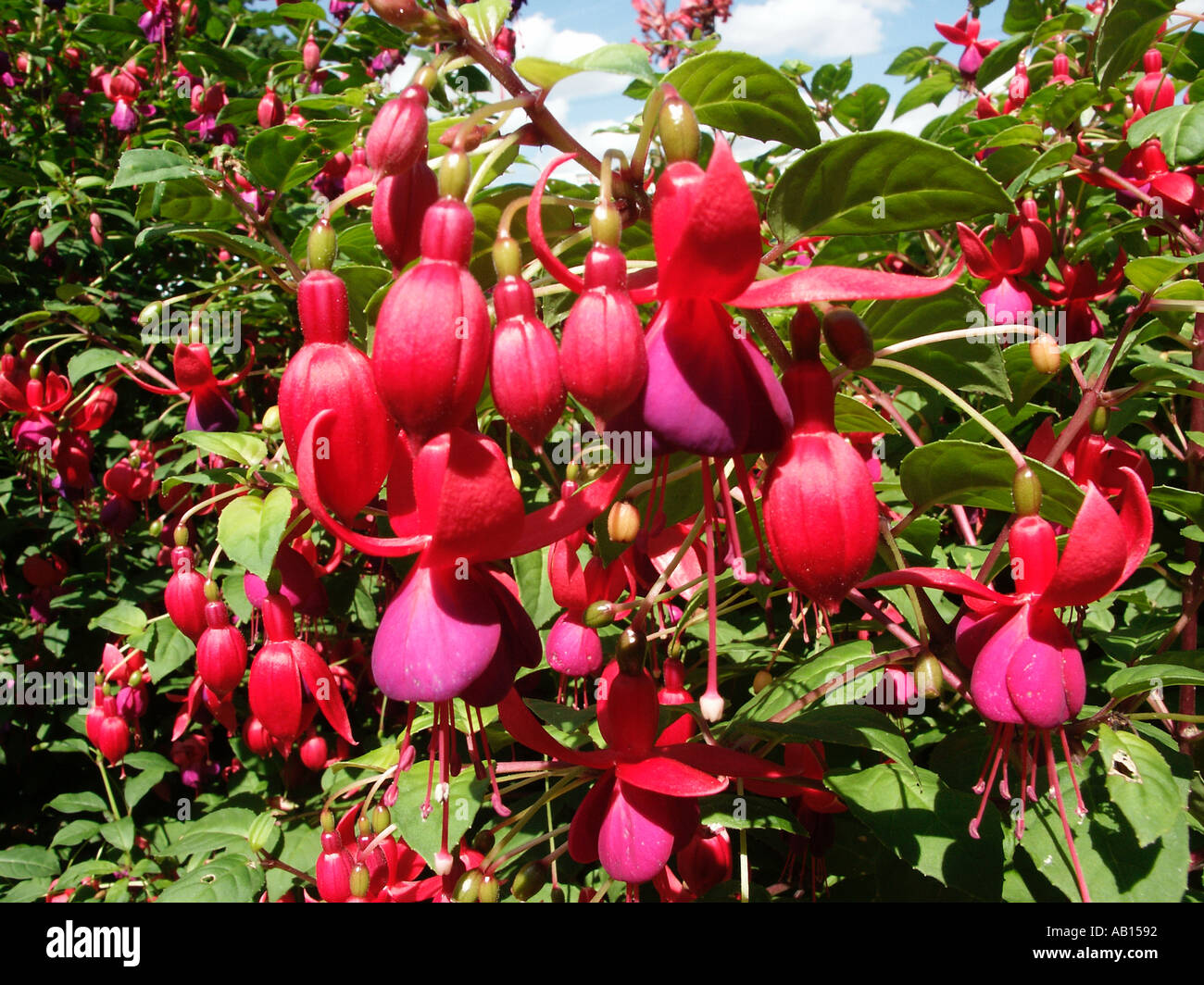 Pale fuchsia hi-res stock photography and images - Alamy