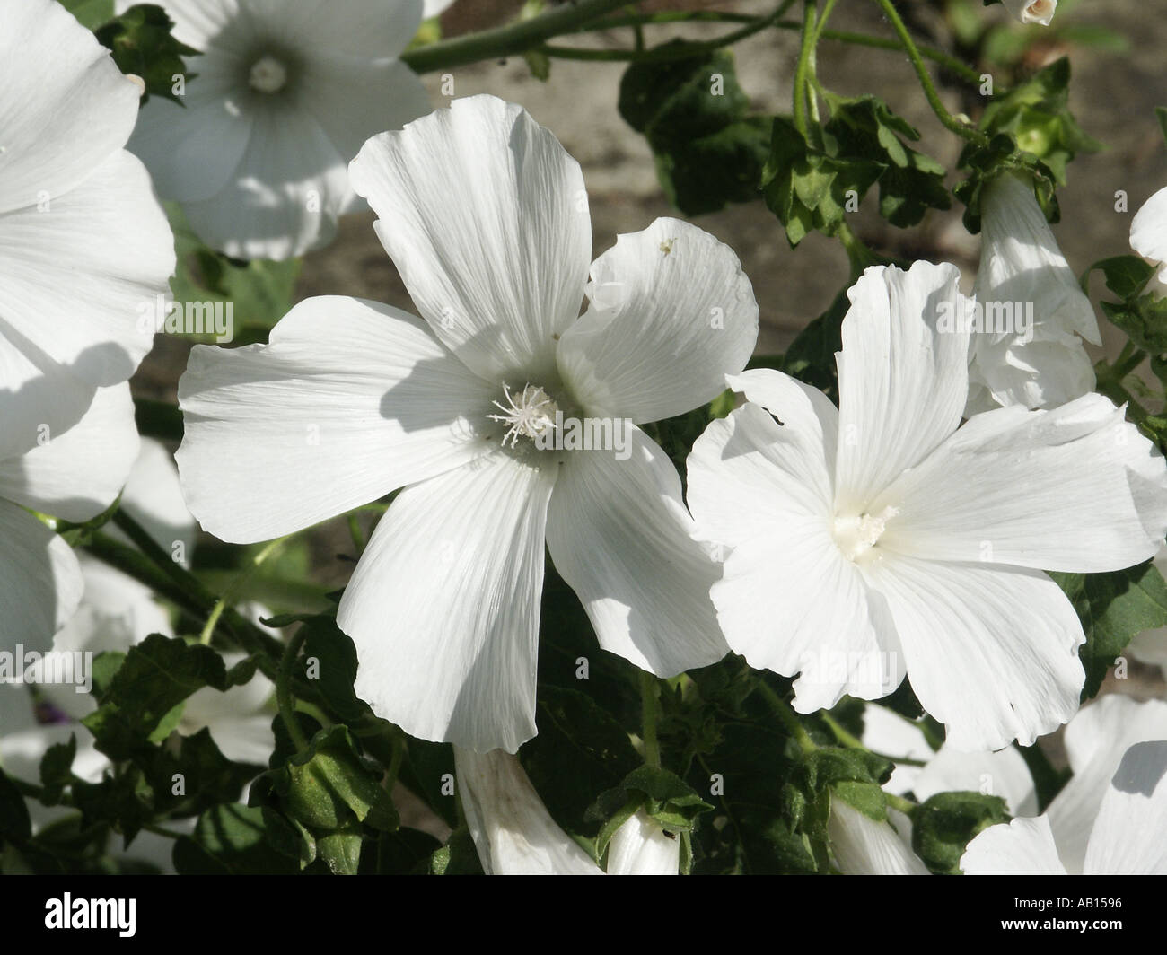 Malva moschata Malvaceae Stock Photo - Alamy