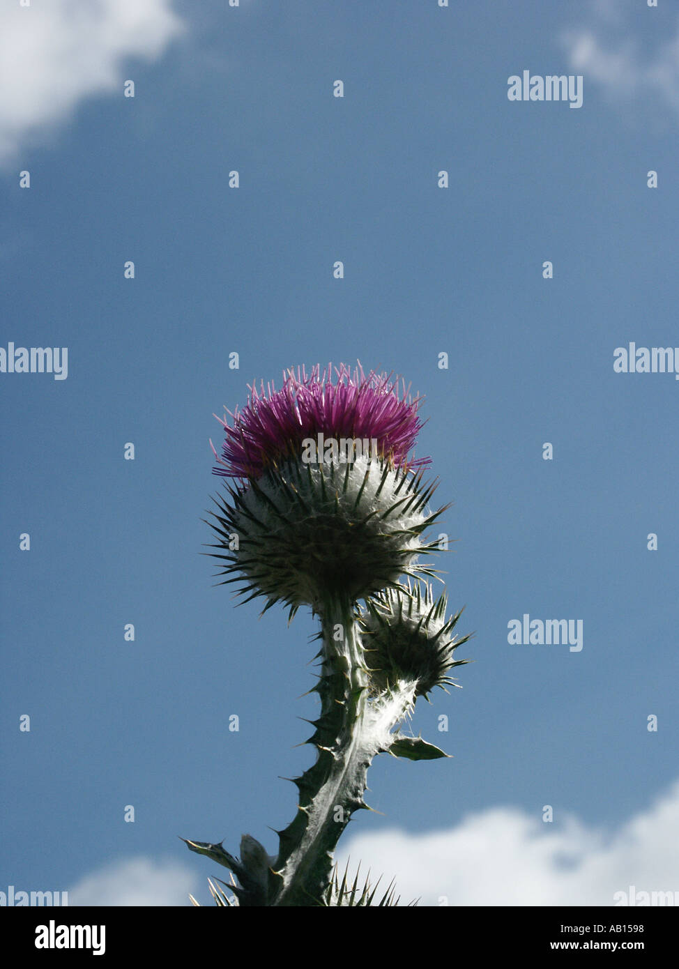 Hairy thistle hi-res stock photography and images - Alamy