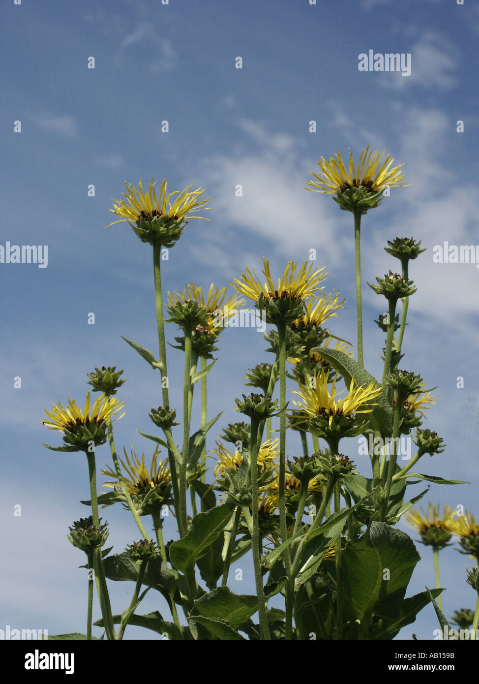 Inula helenium l hi-res stock photography and images - Alamy