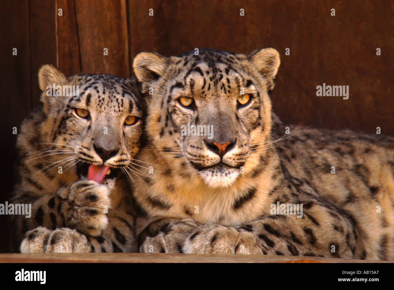 Snow leopard licking and cleaning hi-res stock photography and images - Alamy