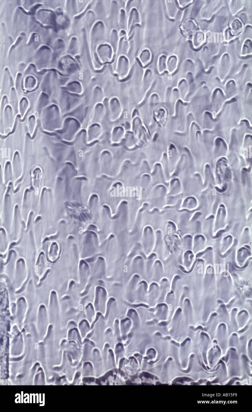 1346 Water texture on silk Stock Photo - Alamy