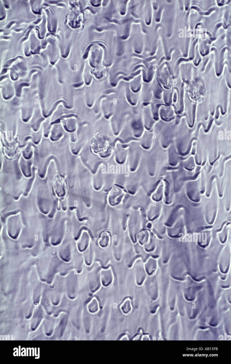 White silk hose hi-res stock photography and images - Alamy