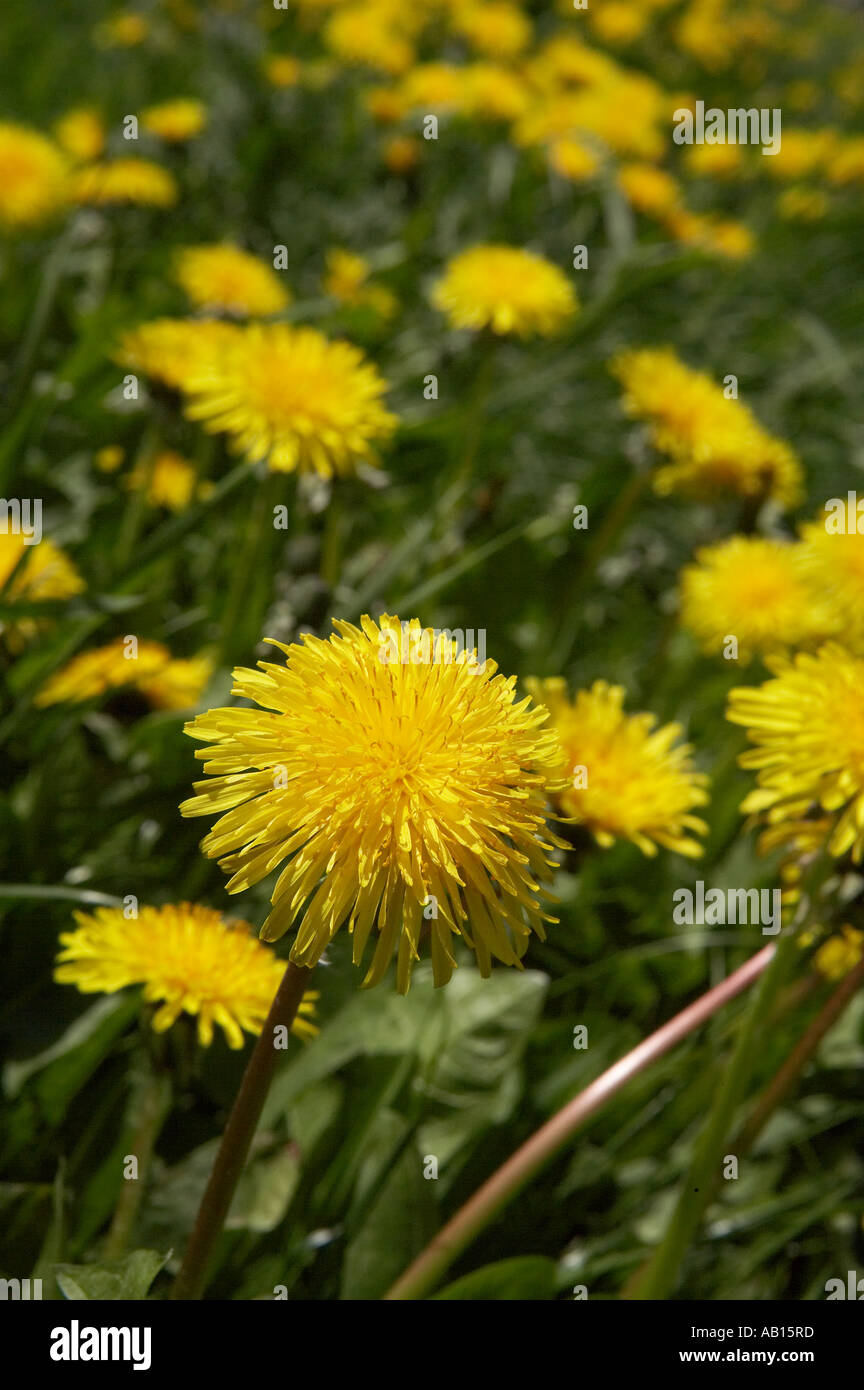 YELLOW DANDELION FLOWERS Stock Photo - Alamy