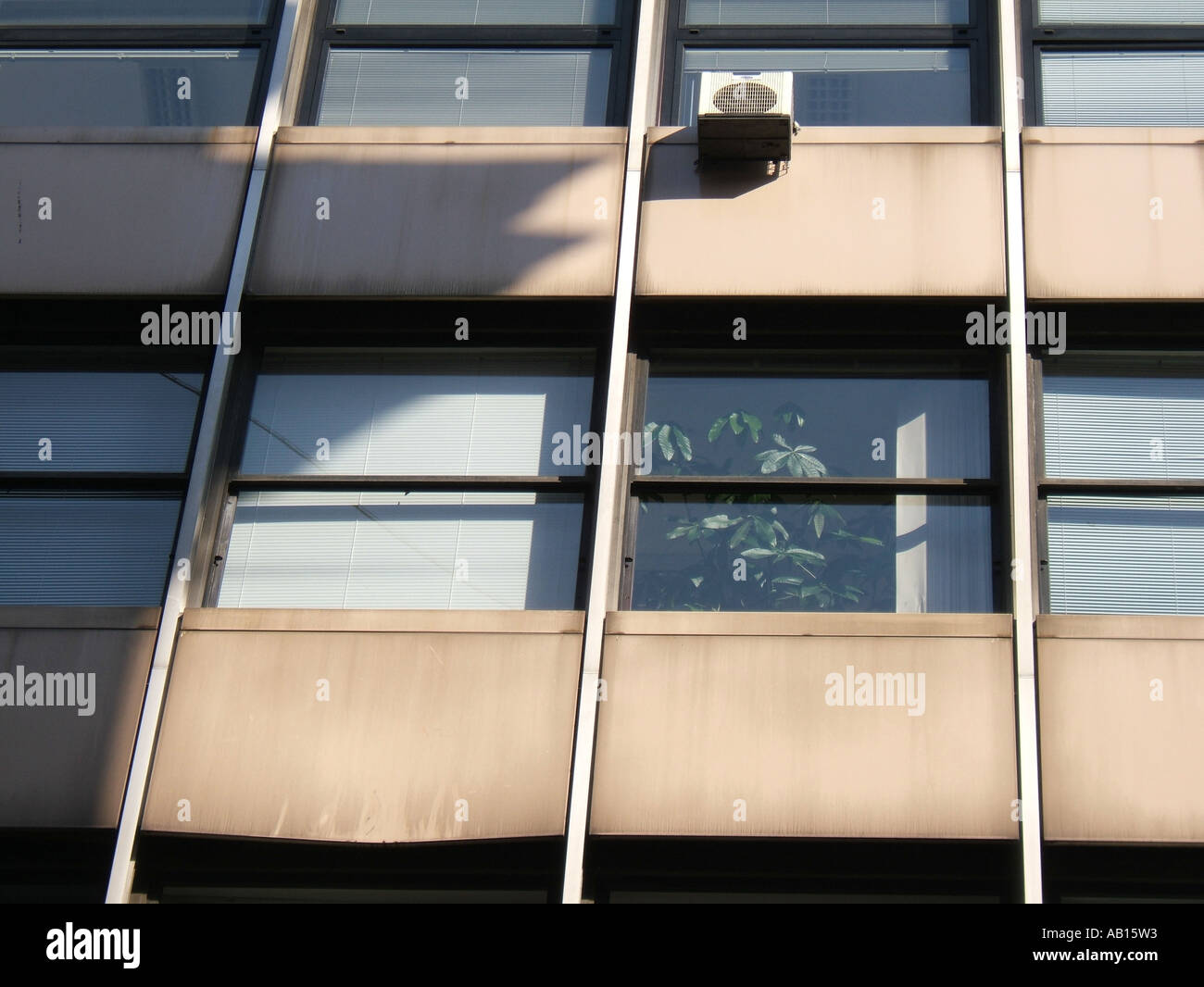 lonely green office plant in window Stock Photo - Alamy