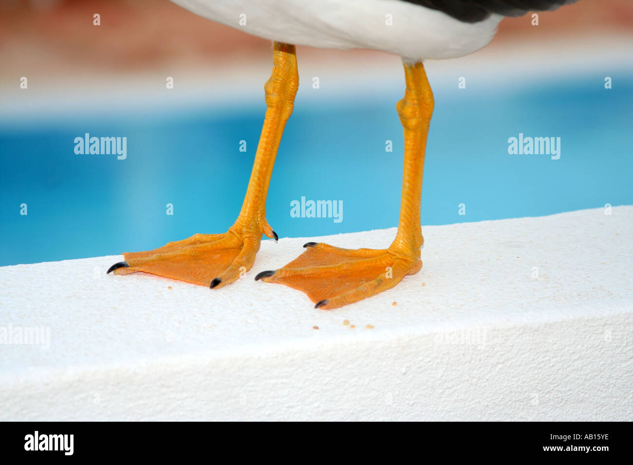Webbed feet hi-res stock photography and images - Alamy