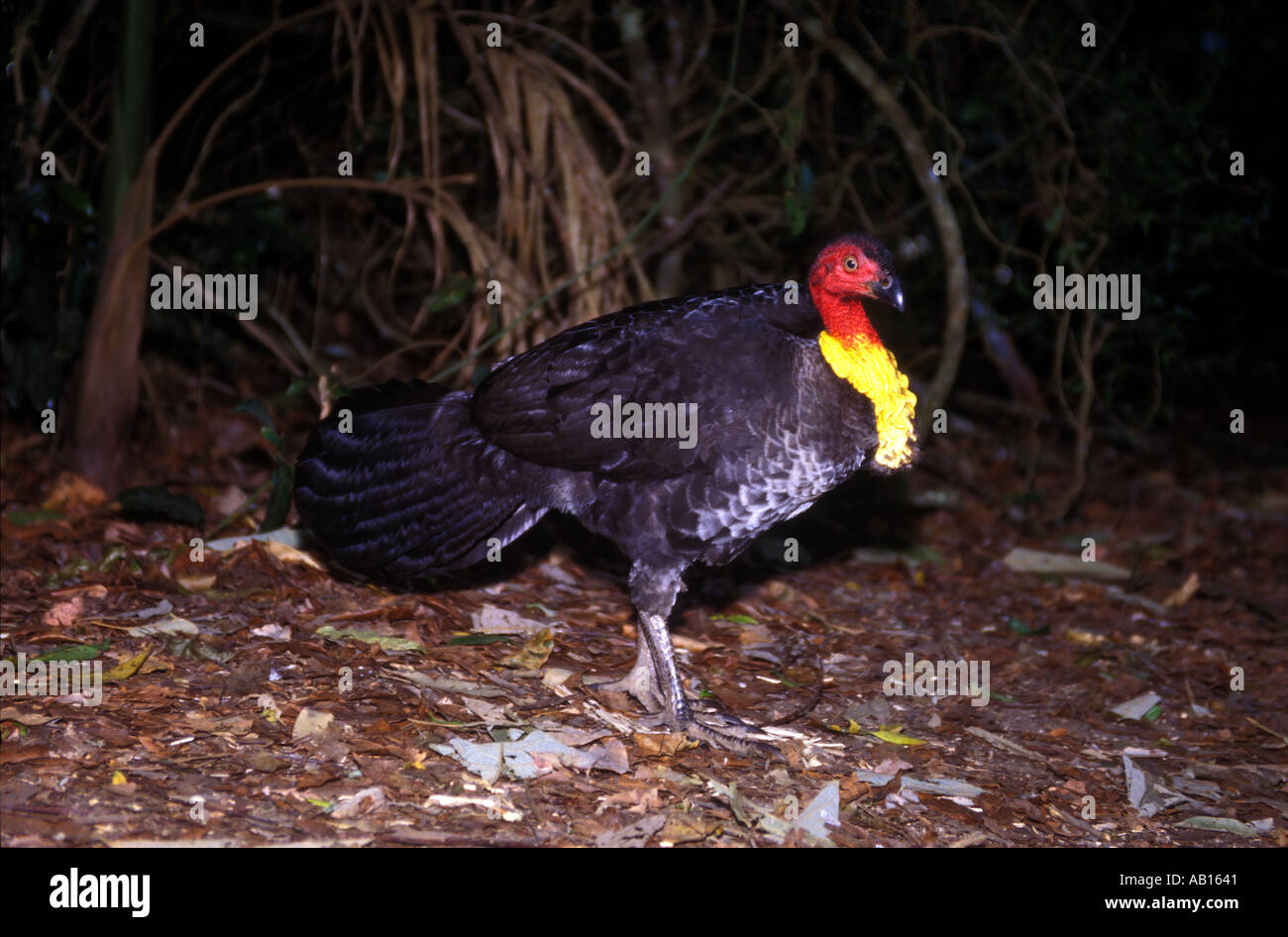 Australian Brush Scrub Turkey Alectura lahami megapode Male Stock Photo ...