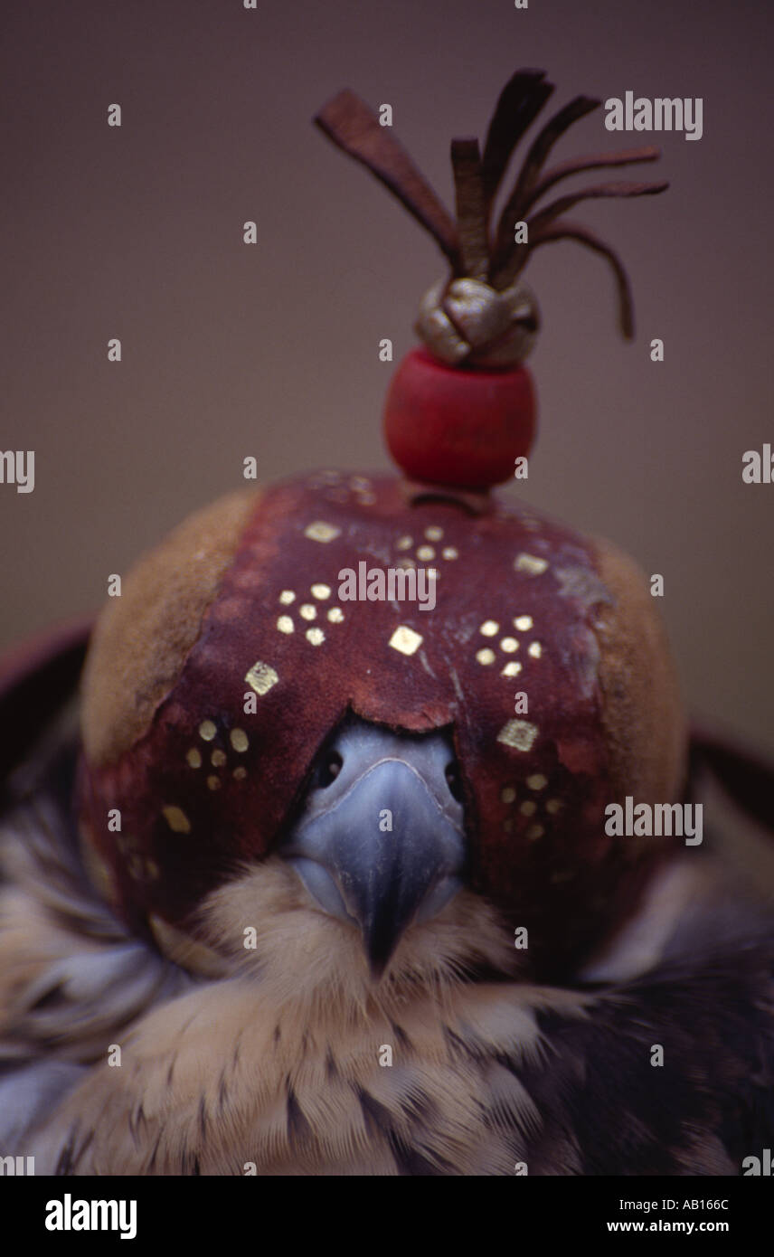bird of prey wearing traditional leather head shield Stock Photo - Alamy
