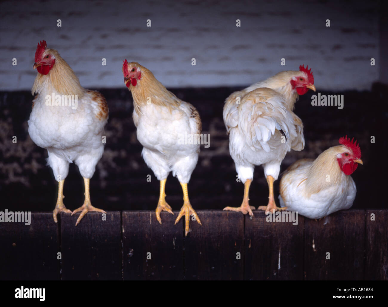 hens sitting on rail Stock Photo - Alamy