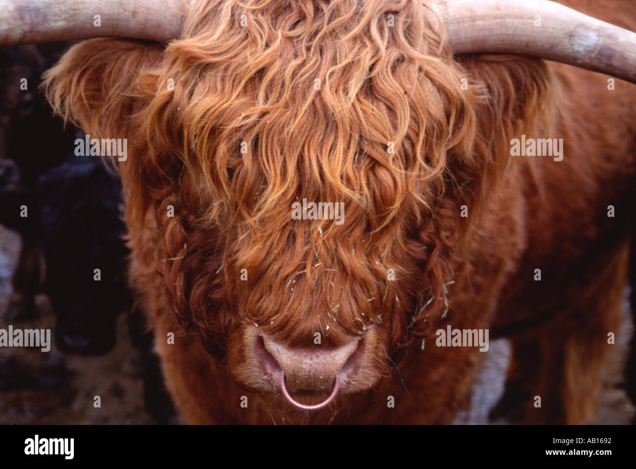 Bull nose ring hi-res stock photography and images - Alamy