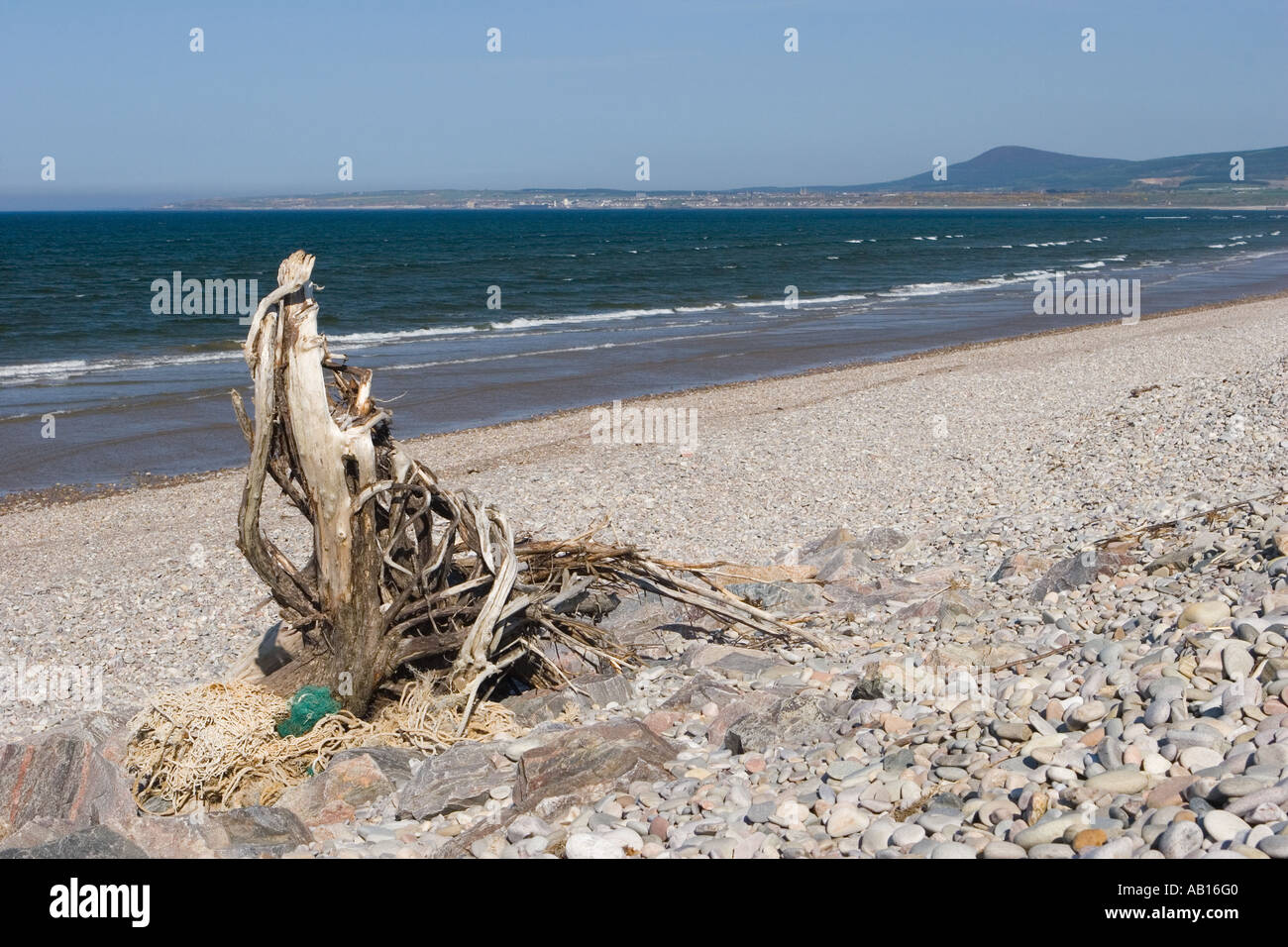 Bleached tree roots & vegetated shingle at the mouth of the River Spey ...