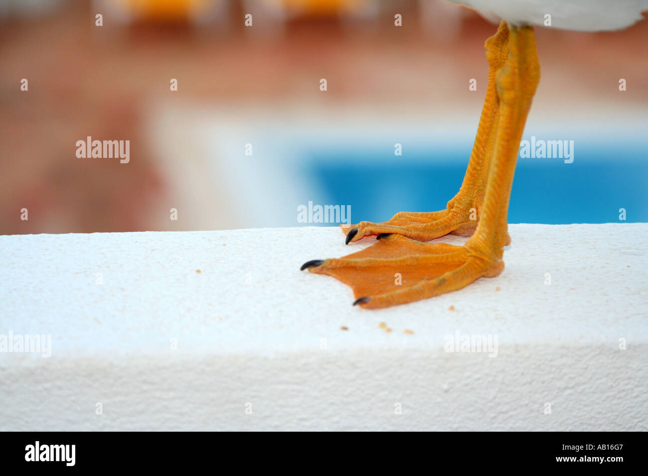 Seagull Feet High Resolution Stock Photography and Images - Alamy