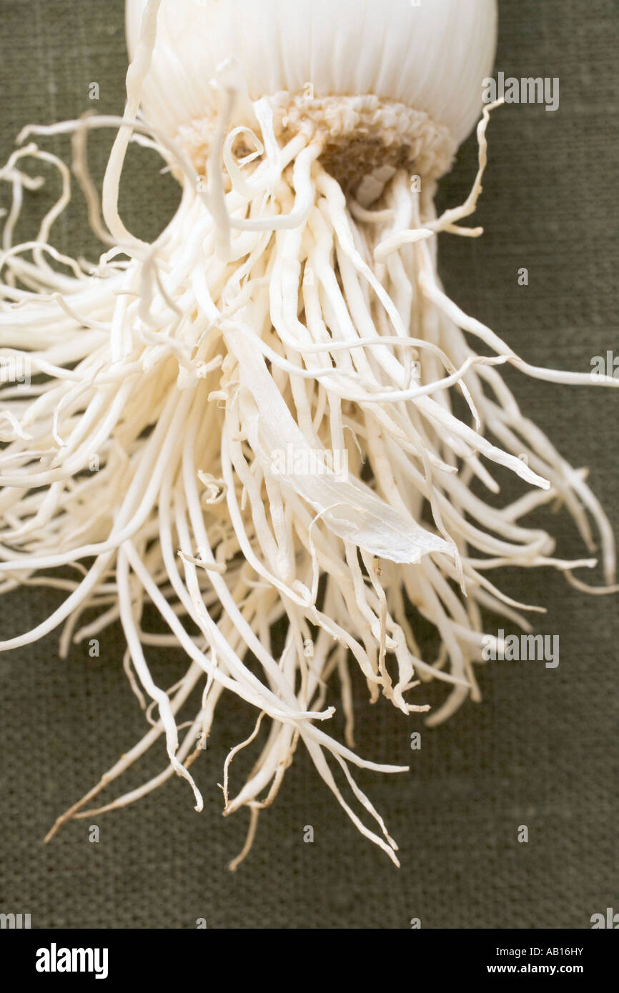 Leek roots close up hi-res stock photography and images - Alamy