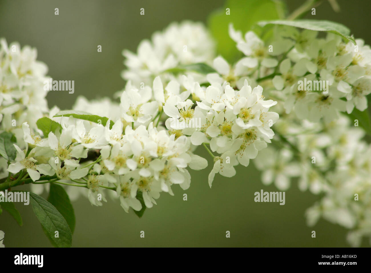 Hawthorn tree (Crataegus monogyna) in flower in May. Also known as the ...
