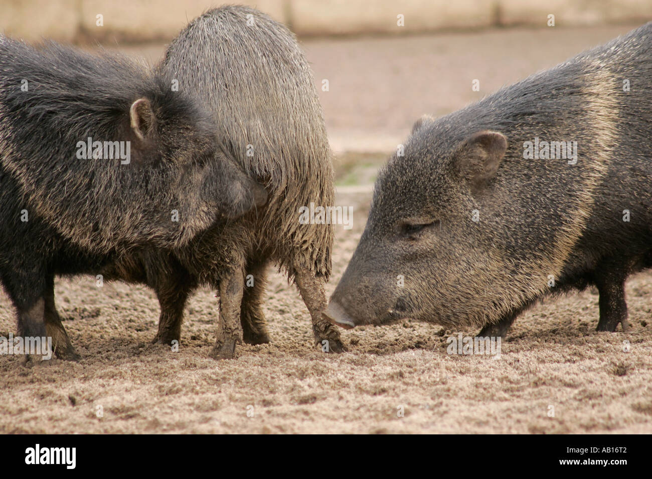 Collared Peccary (Pecari tajacu) group sniffing bottoms (captive Stock ...