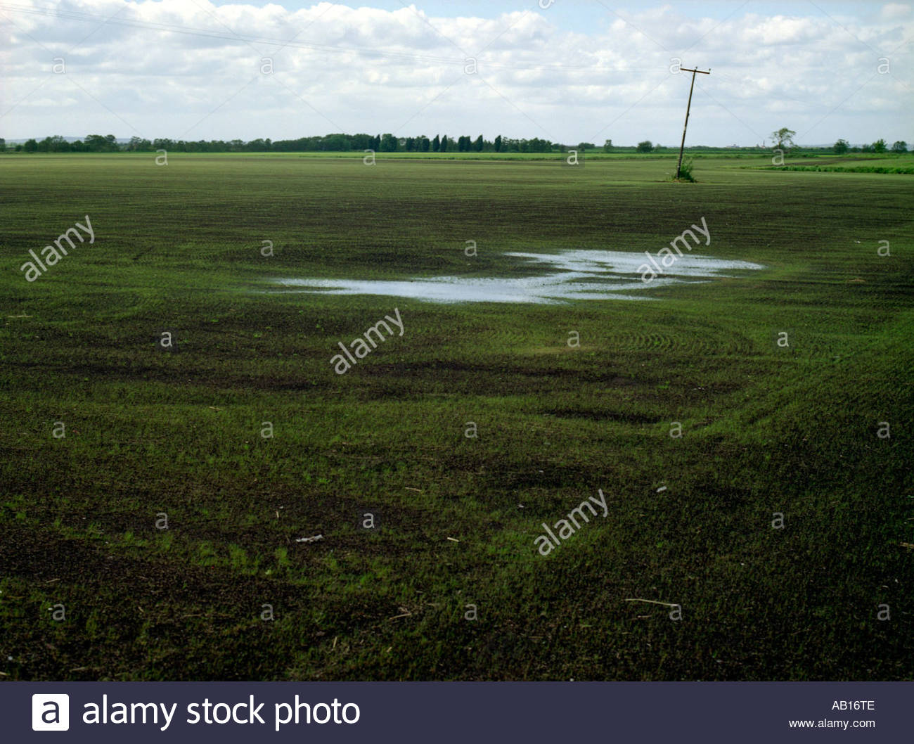 Chat Moss Stock Photos & Chat Moss Stock Images - Alamy