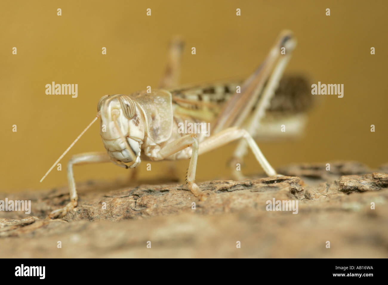 Single Desert locust (Schistocerca gregaria) on ground Stock Photo - Alamy