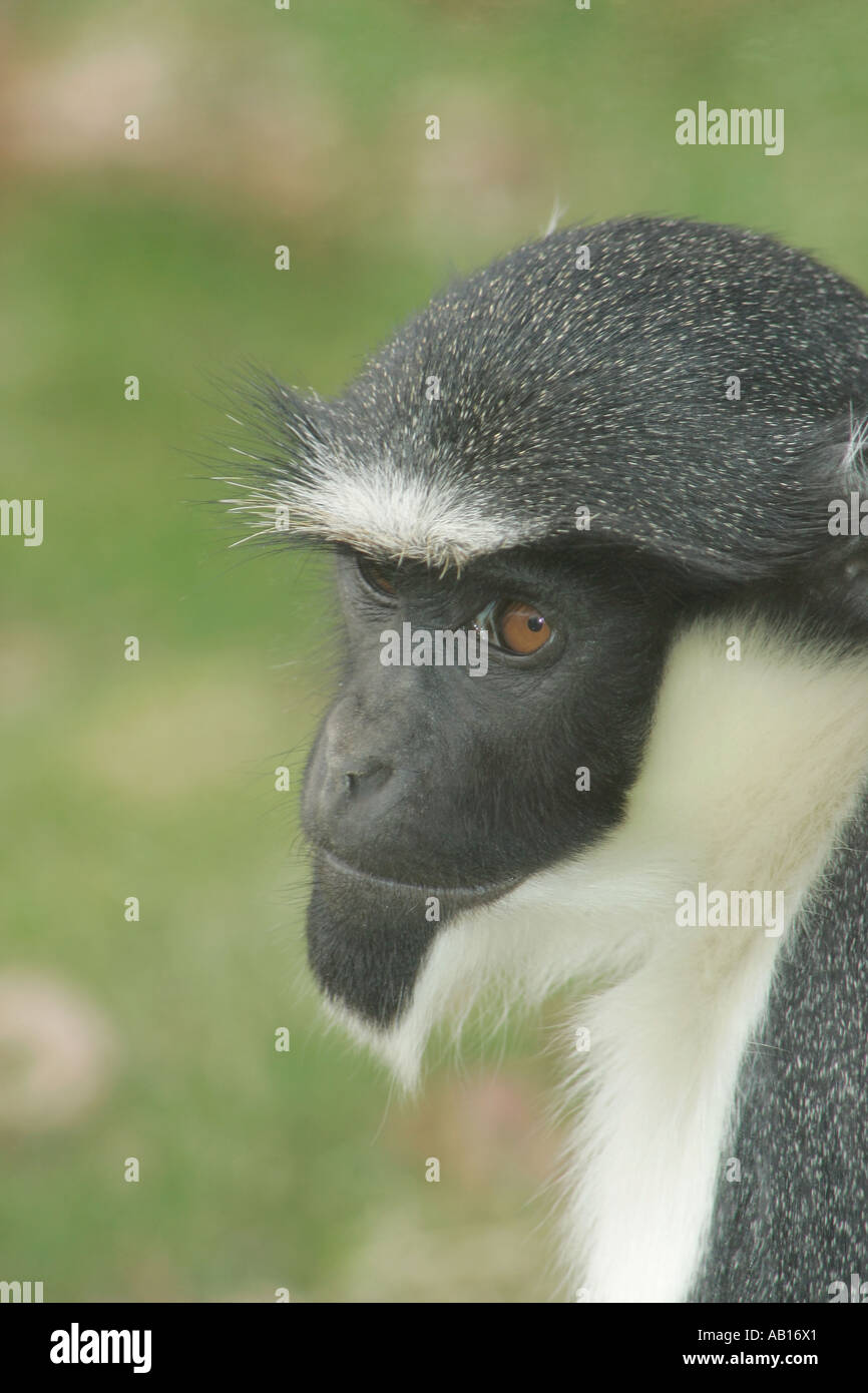 Portrait of a Diana Monkey (Cercopithecus diana Stock Photo - Alamy