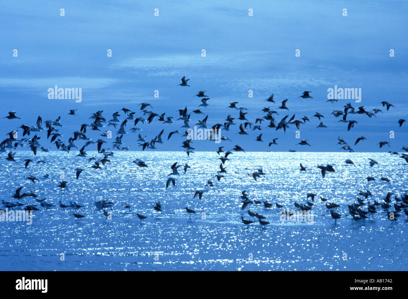 Coastal and shore birds hi-res stock photography and images - Alamy