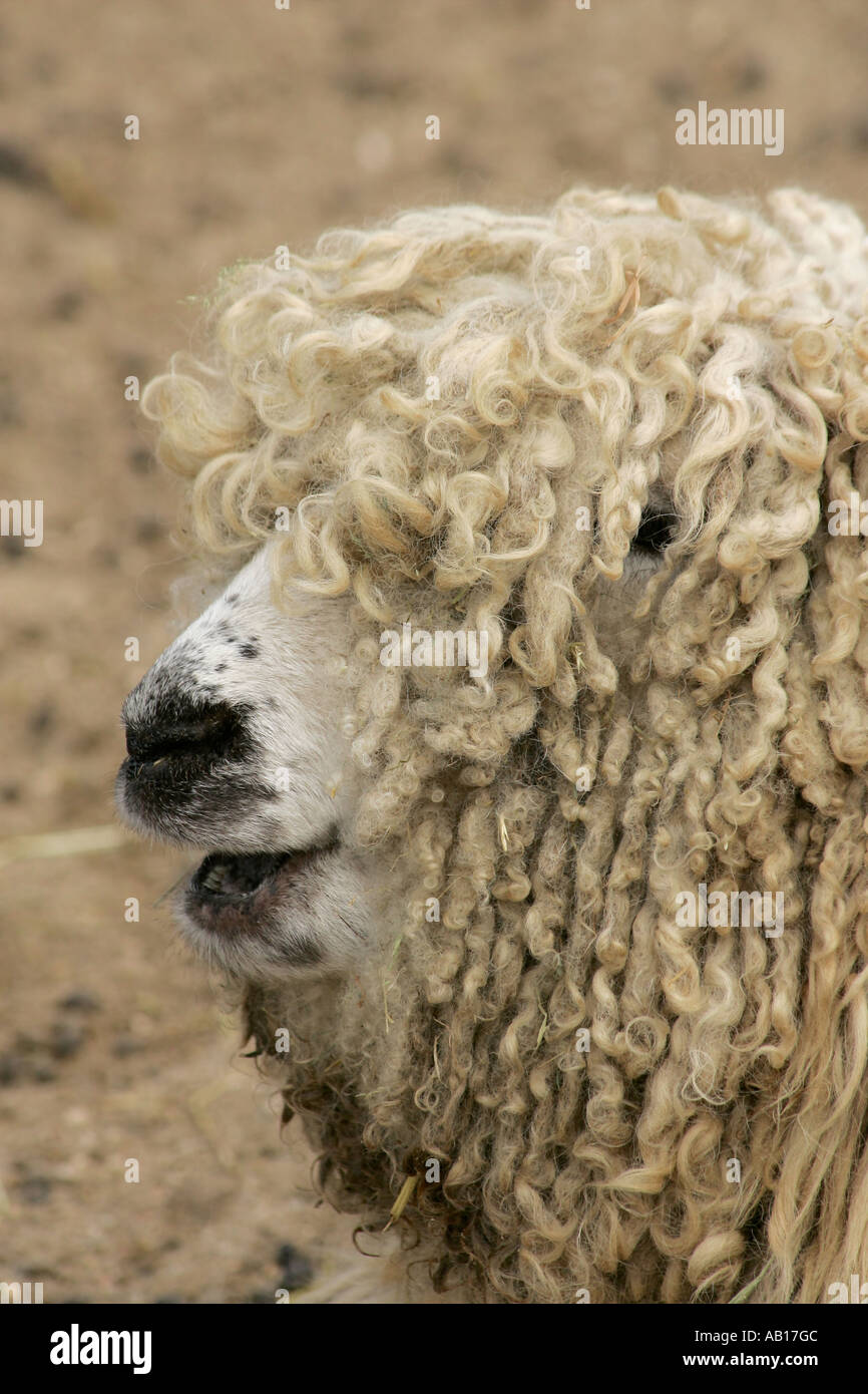 Grey face Dartmoor sheep with dreadlocks Stock Photo - Alamy