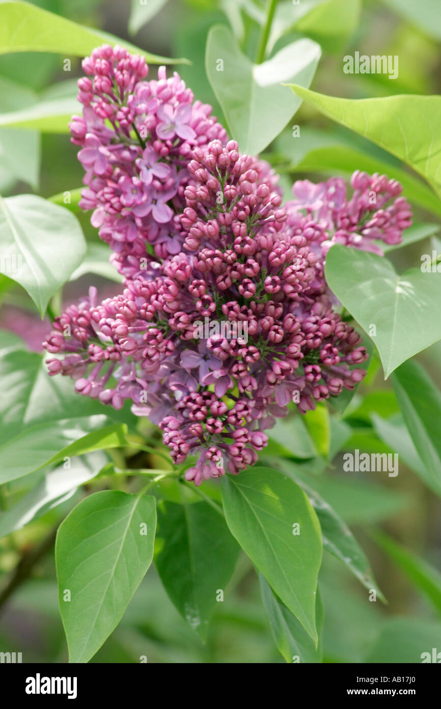 Common purple lilac syringa vulgaris hi-res stock photography and ...