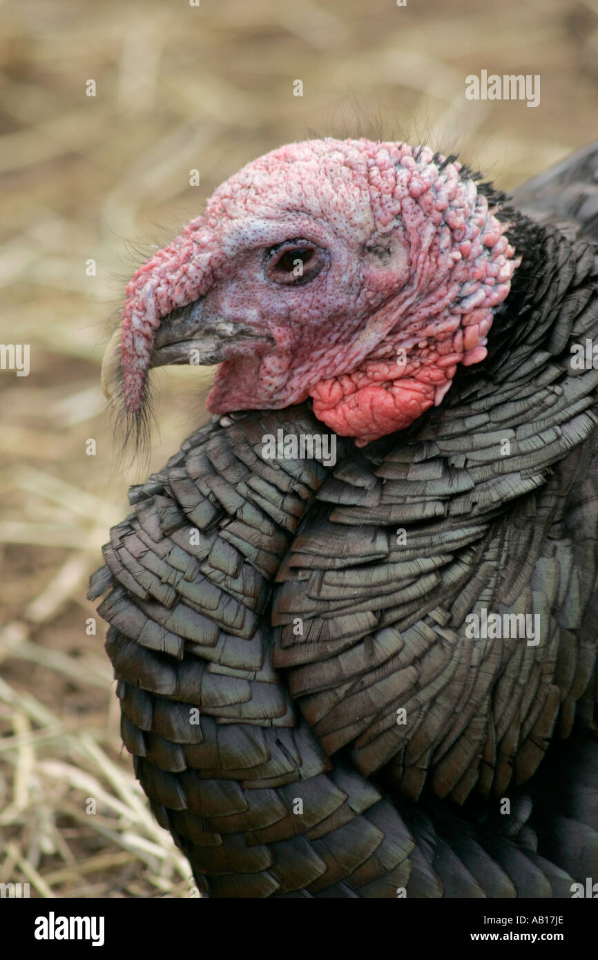 Norfolk Black turkey (Meleagris gallopavo) head in profile Stock Photo ...