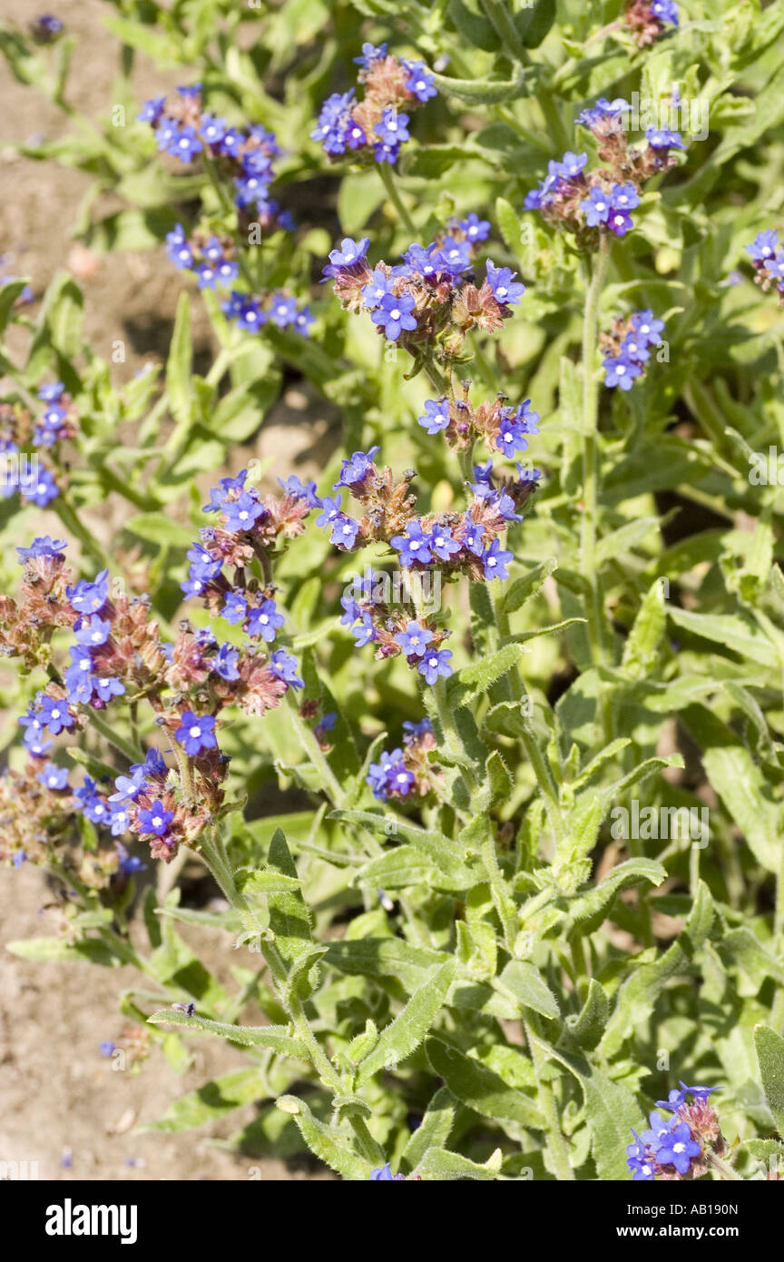 Small blue flowers of Italian bugloss - Anchusa azurea Stock Photo - Alamy