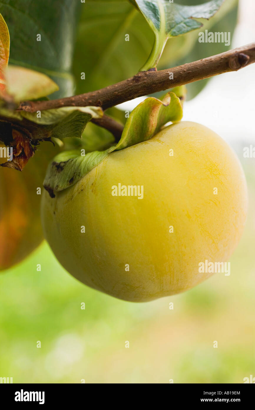 Persimmon fruits on tree sharon hi-res stock photography and images - Alamy