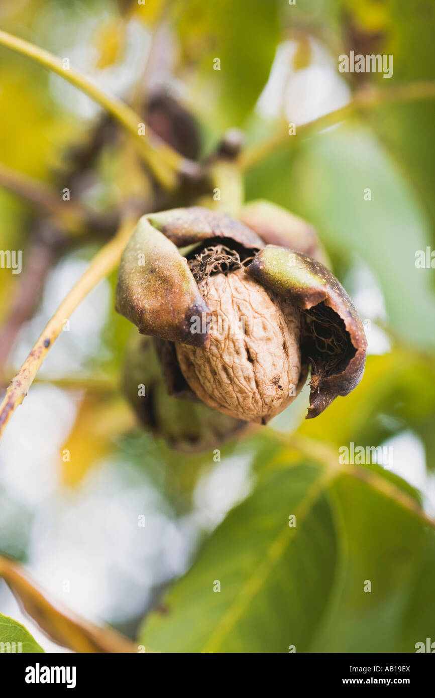 Walnut on the tree FoodCollection Stock Photo - Alamy