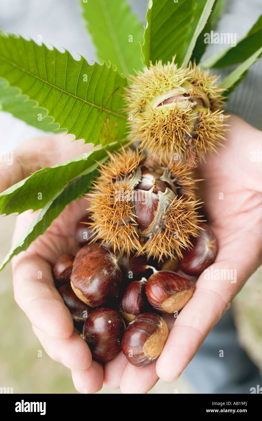 Hands holding sweet chestnuts with leaves FoodCollection Stock Photo ...