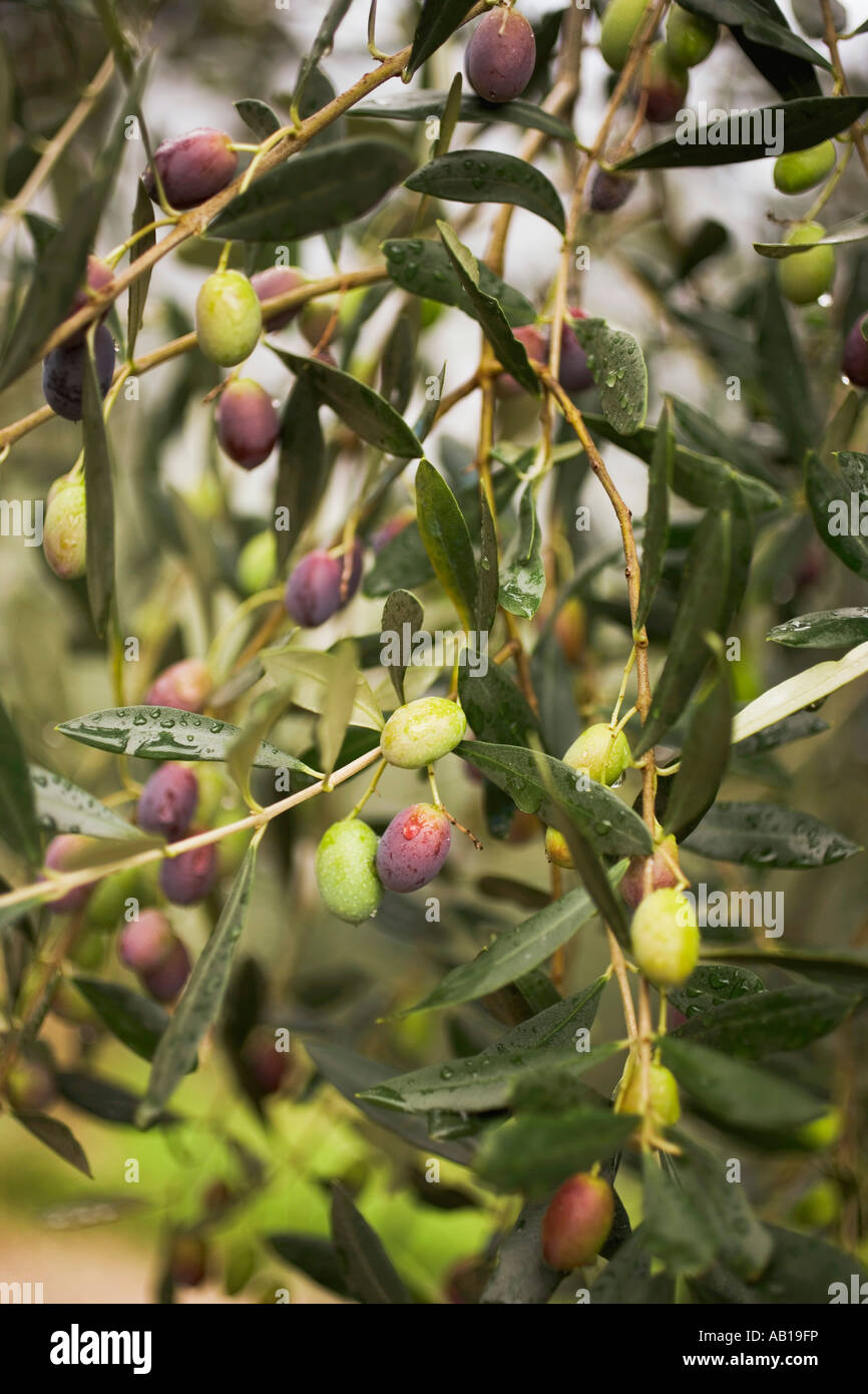 Olives on the tree FoodCollection Stock Photo - Alamy