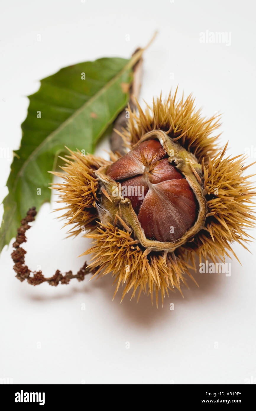 Sweet chestnut with leaf FoodCollection Stock Photo - Alamy
