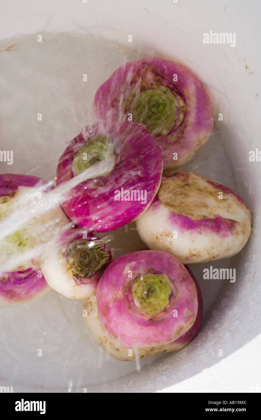 Washing turnips FoodCollection Stock Photo - Alamy