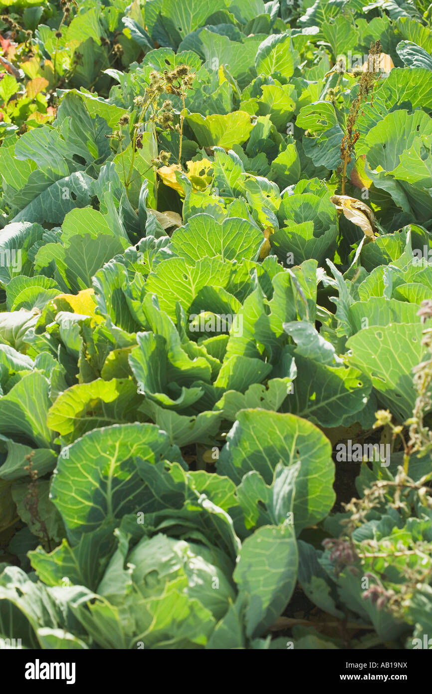 Green cabbage in the field FoodCollection Stock Photo - Alamy