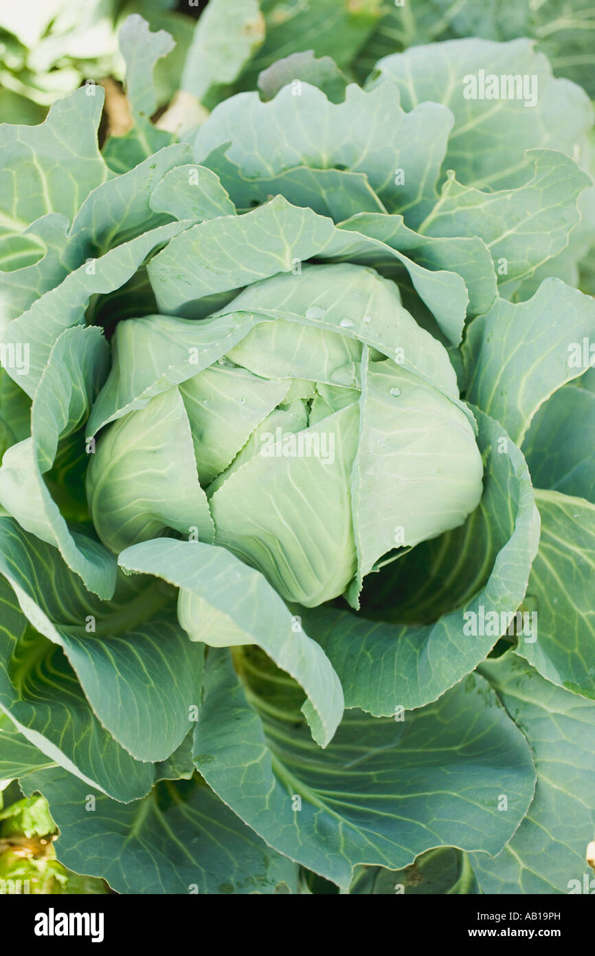 Green cabbage in the field FoodCollection Stock Photo - Alamy