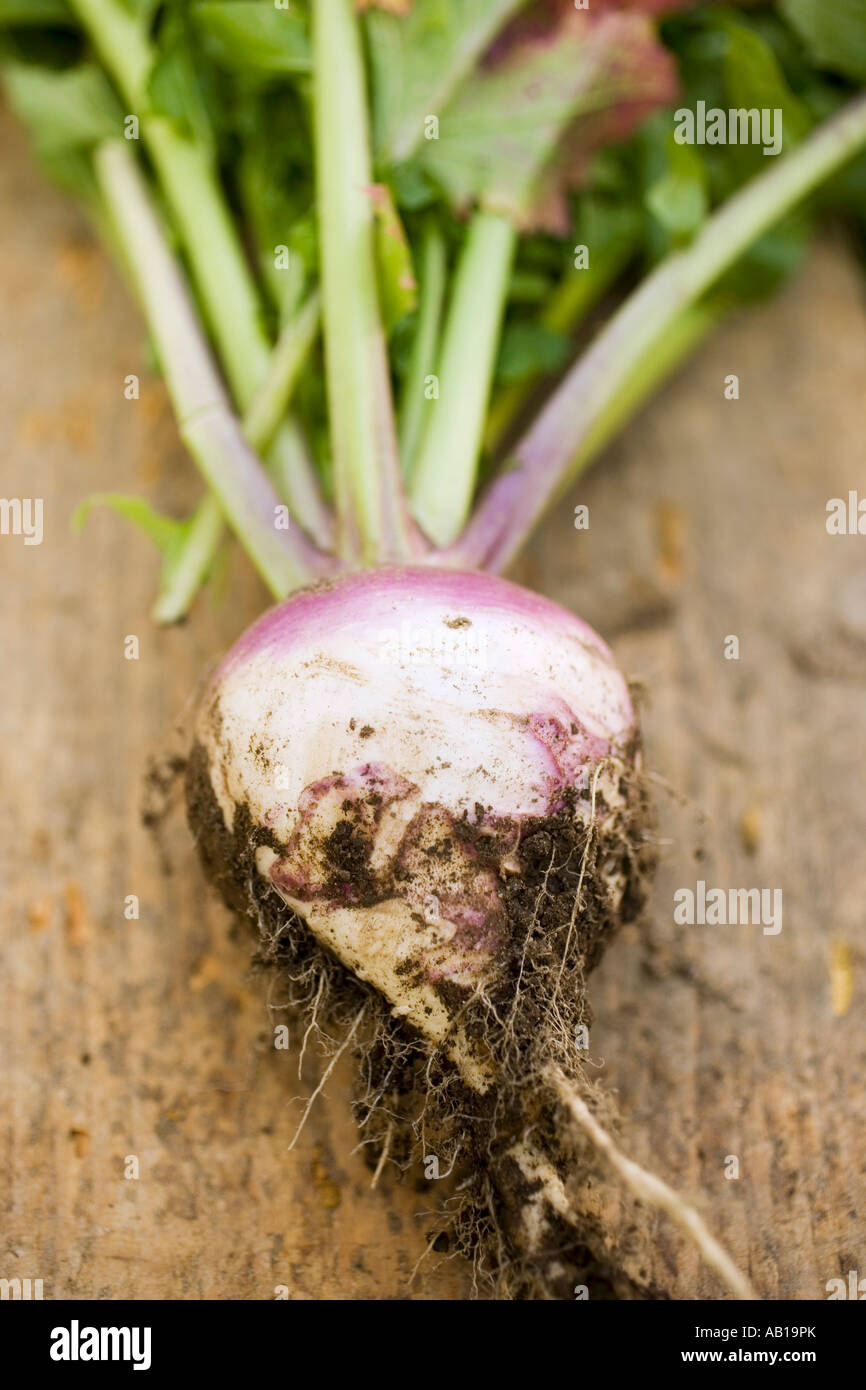 Turnip with roots and soil FoodCollection Stock Photo - Alamy