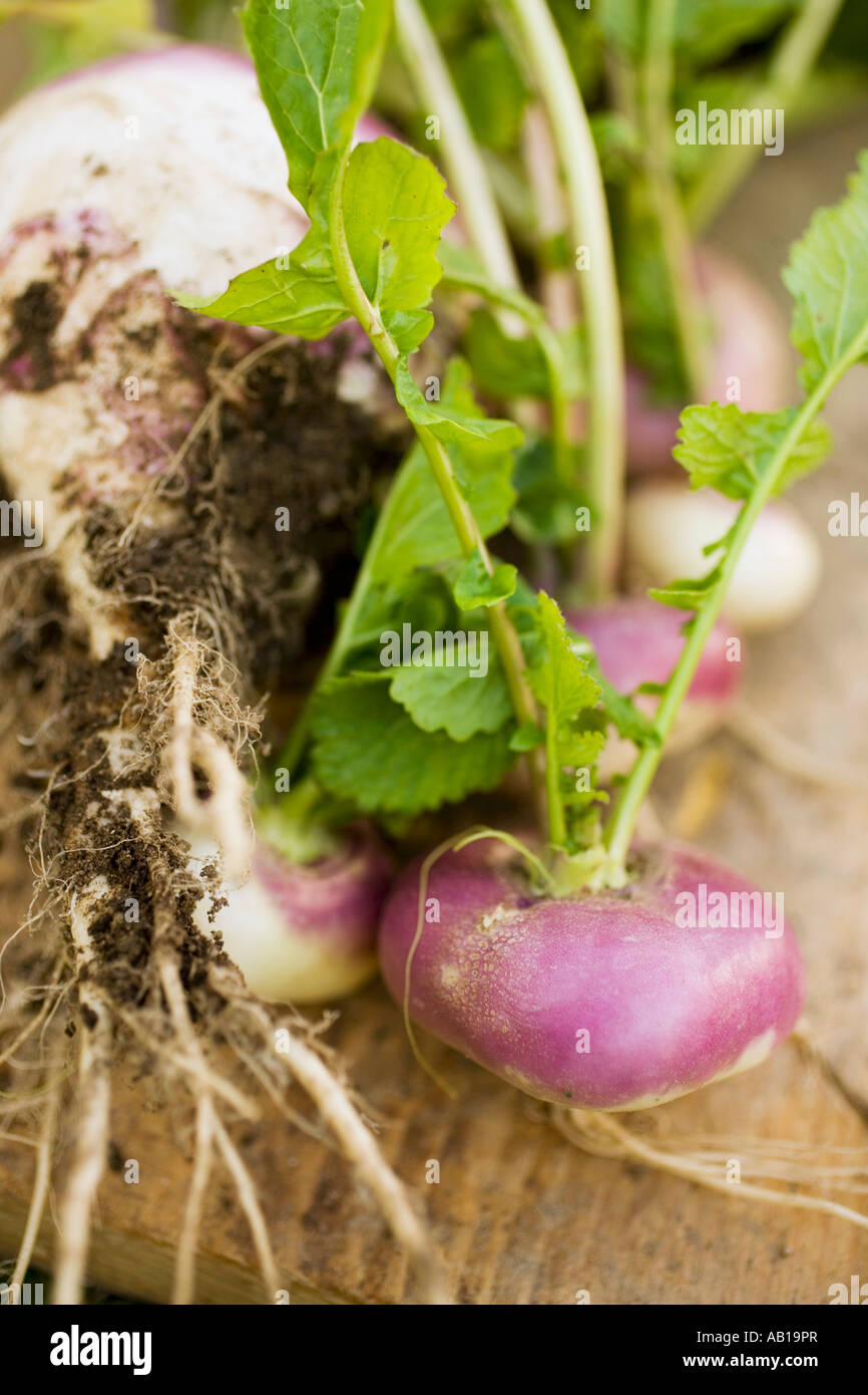 Turnips with roots leaves and soil FoodCollection Stock Photo - Alamy