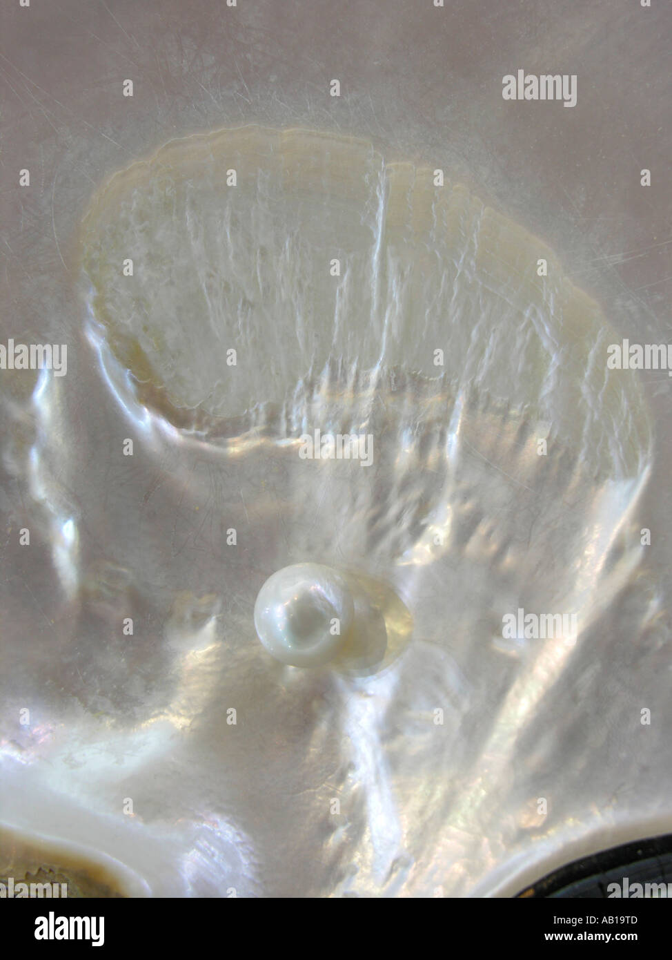 Pinctada maxima oyster hi-res stock photography and images - Alamy