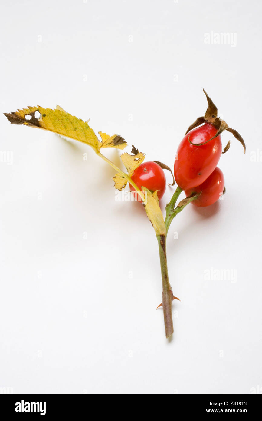 A sprig of rose hips FoodCollection Stock Photo - Alamy