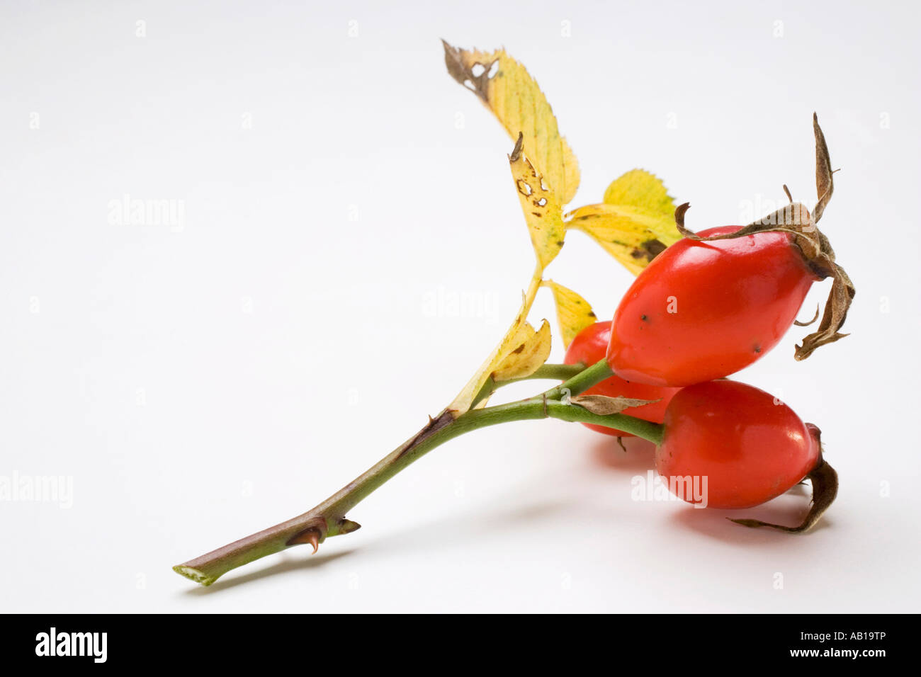 A sprig of rose hips FoodCollection Stock Photo - Alamy