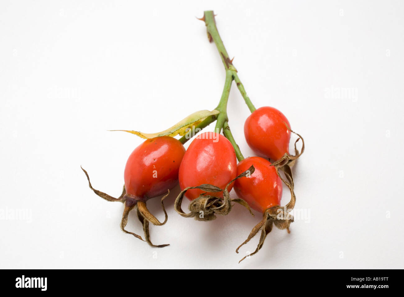 A sprig of rose hips FoodCollection Stock Photo - Alamy